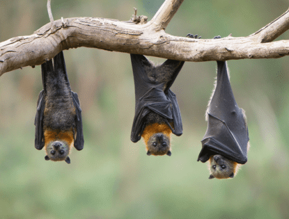 Hilton Head Island Pest Control | Hilton Head Exterminators